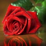 Awesome Rose Dp Pics For your Profile and Status - 2026