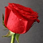 Awesome Rose Dp Pics For your Profile and Status - 2025