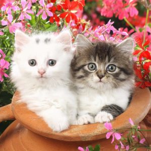 Amazing Cat DP pics for your Profile 2024